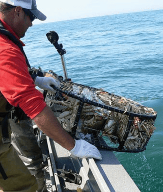SCOTTY-INC ELECTRIC TRAP-POT PULLER - 2500 | boats.net